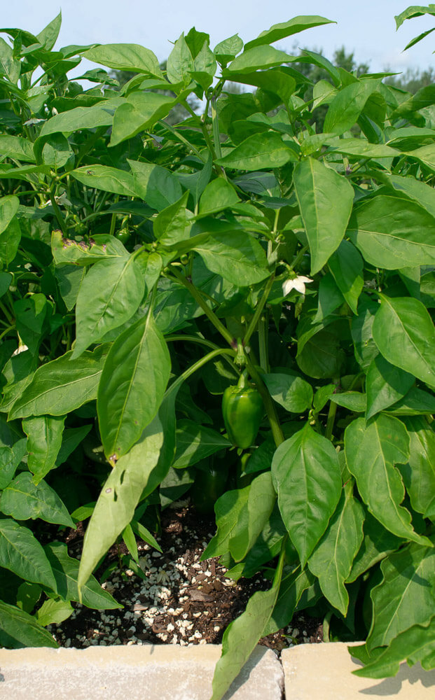 Serenity Garden Continues Tully Hill Tradition - Tully Hill®