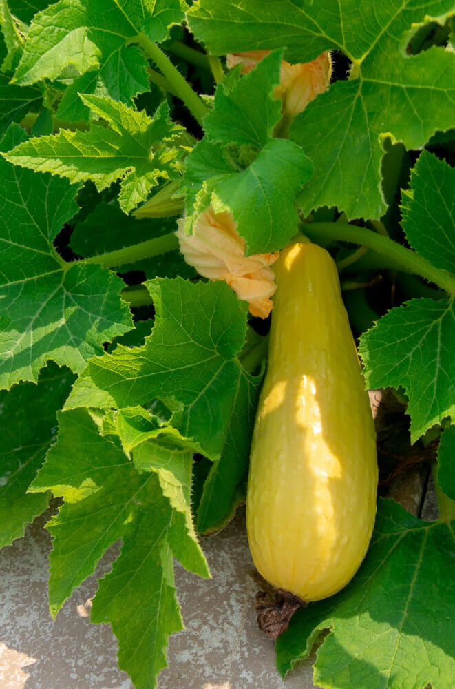 Serenity Garden Continues Tully Hill Tradition - Tully Hill®